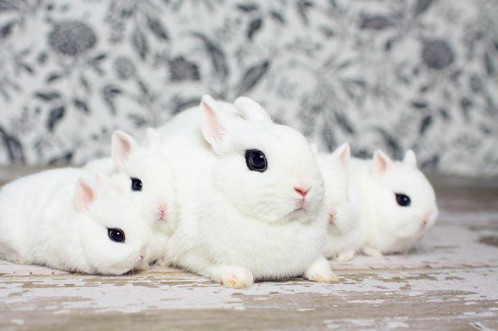 Top 10 Dwarf Rabbit Breeds - With Pictures