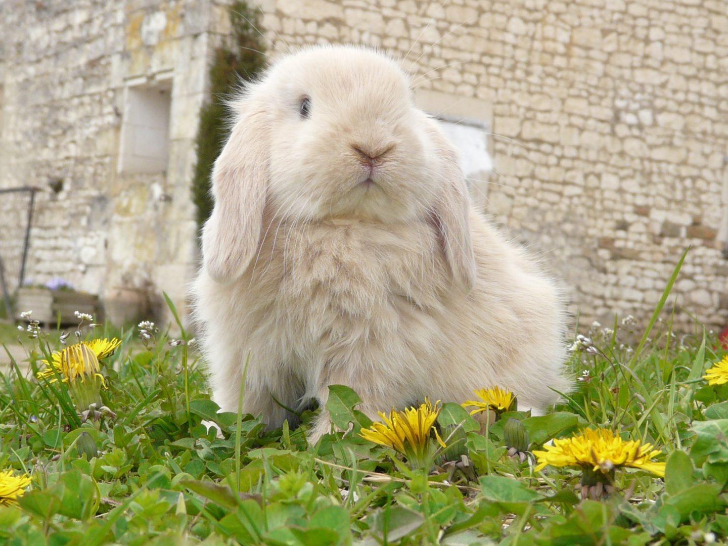 Top 10 Dwarf Rabbit Breeds - With Pictures