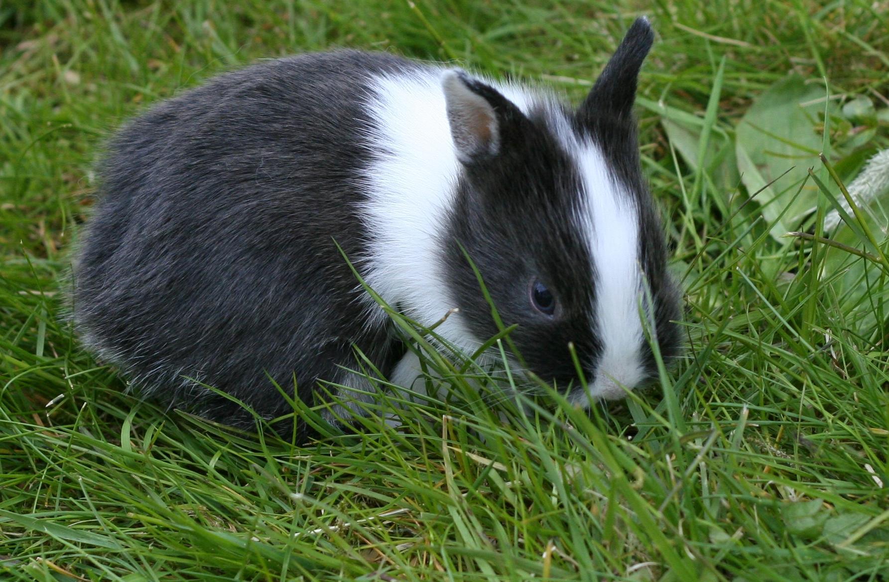 Top 10 Dwarf Rabbit Breeds - With Pictures