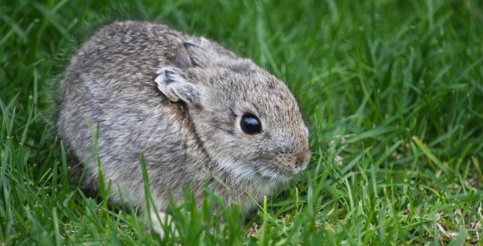 Top 10 Dwarf Rabbit Breeds - With Pictures