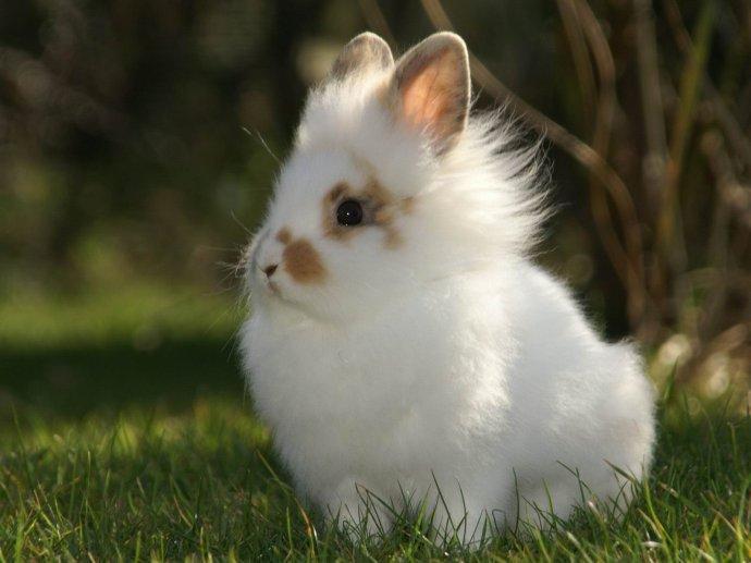 Top 10 Dwarf Rabbit Breeds - With Pictures
