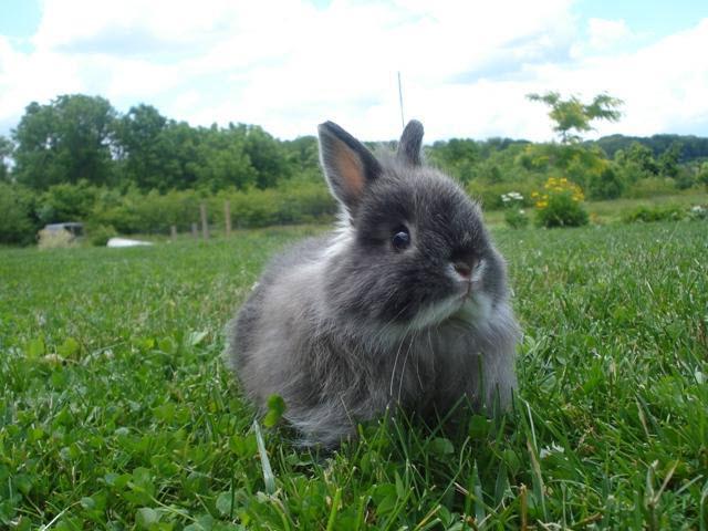 Top 10 Dwarf Rabbit Breeds - With Pictures