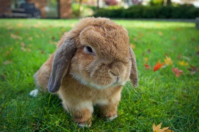 Top 10 Dwarf Rabbit Breeds - With Pictures