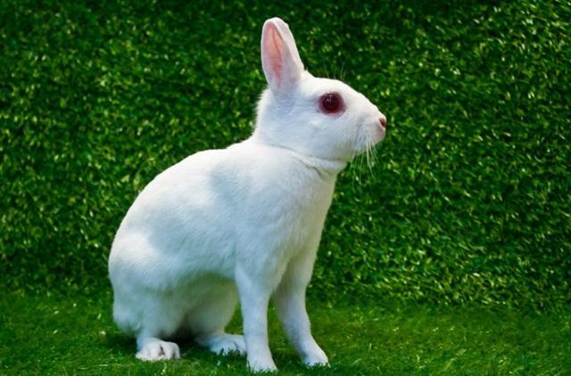 Top 10 Dwarf Rabbit Breeds - With Pictures