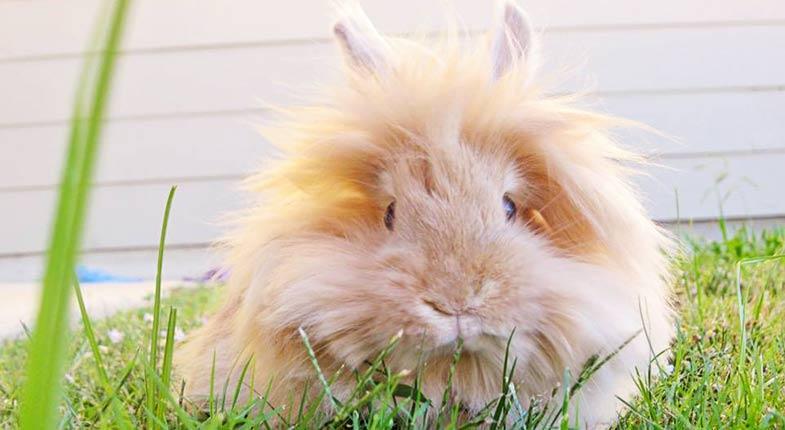Top 10 Dwarf Rabbit Breeds - With Pictures