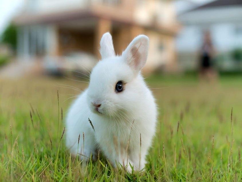 Top 10 Dwarf Rabbit Breeds - With Pictures