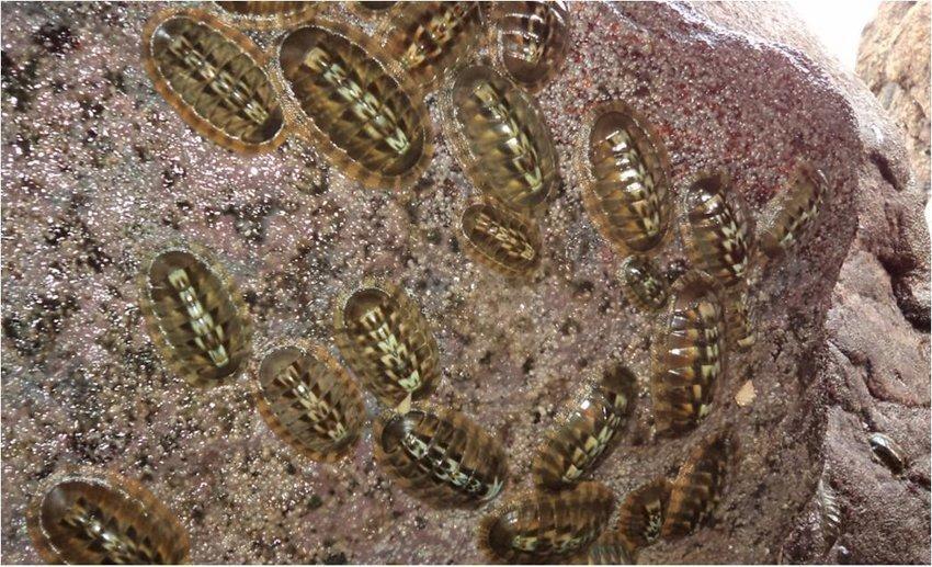 Types of Mollusks - Characteristics And Examples (With Photos)