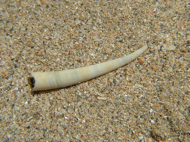 Types of Mollusks - Characteristics And Examples (With Photos)