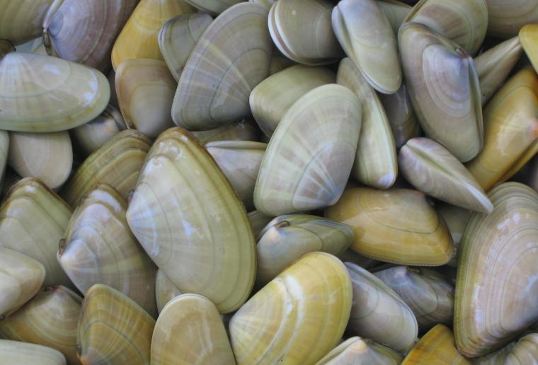 Types of Mollusks - Characteristics And Examples (With Photos)