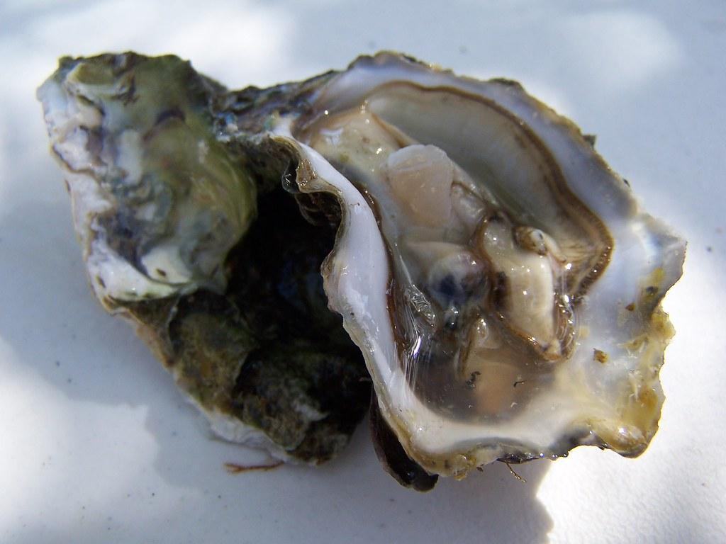 Types of Mollusks - Characteristics And Examples (With Photos)
