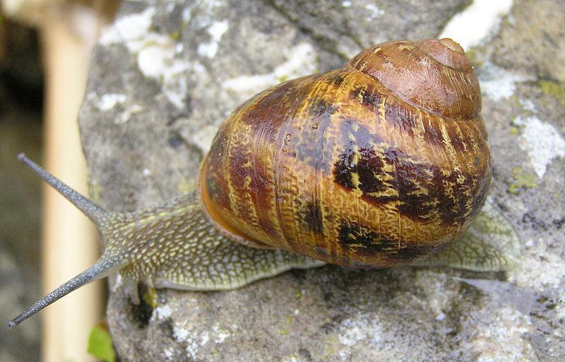 Types of Mollusks - Characteristics And Examples (With Photos)