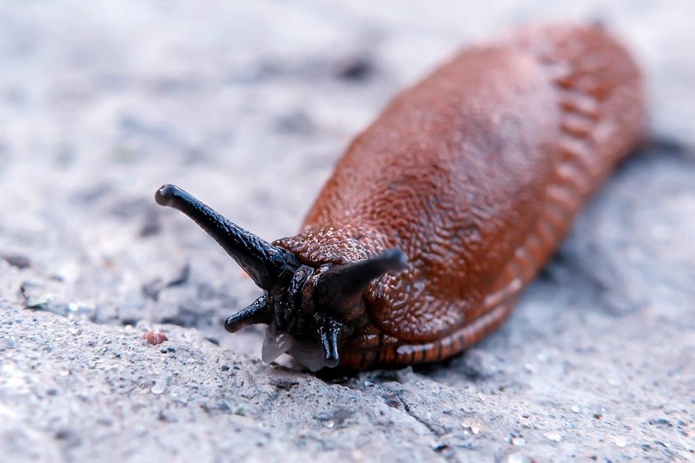 Types of Mollusks - Characteristics And Examples (With Photos)