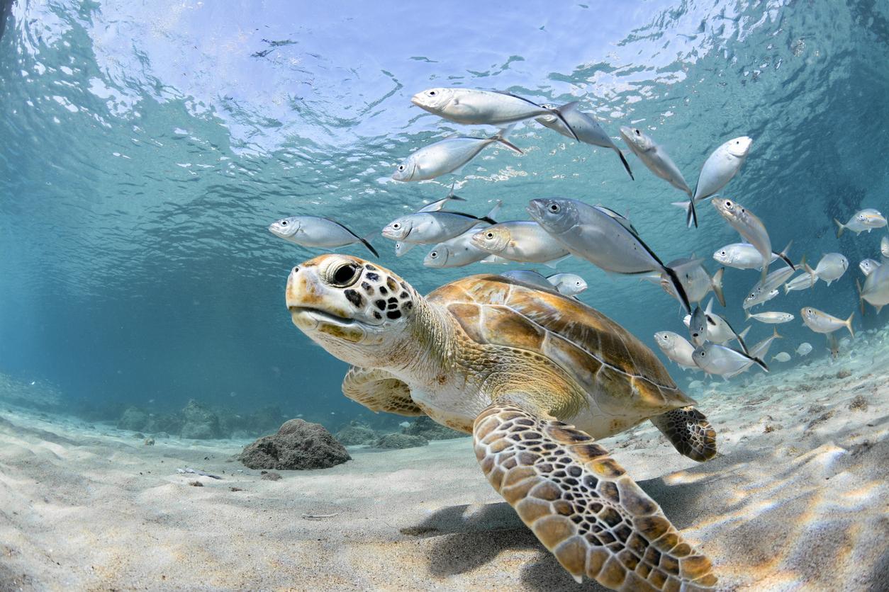 How Do Turtles Communicate? - Verbal and Nonverbal Communication