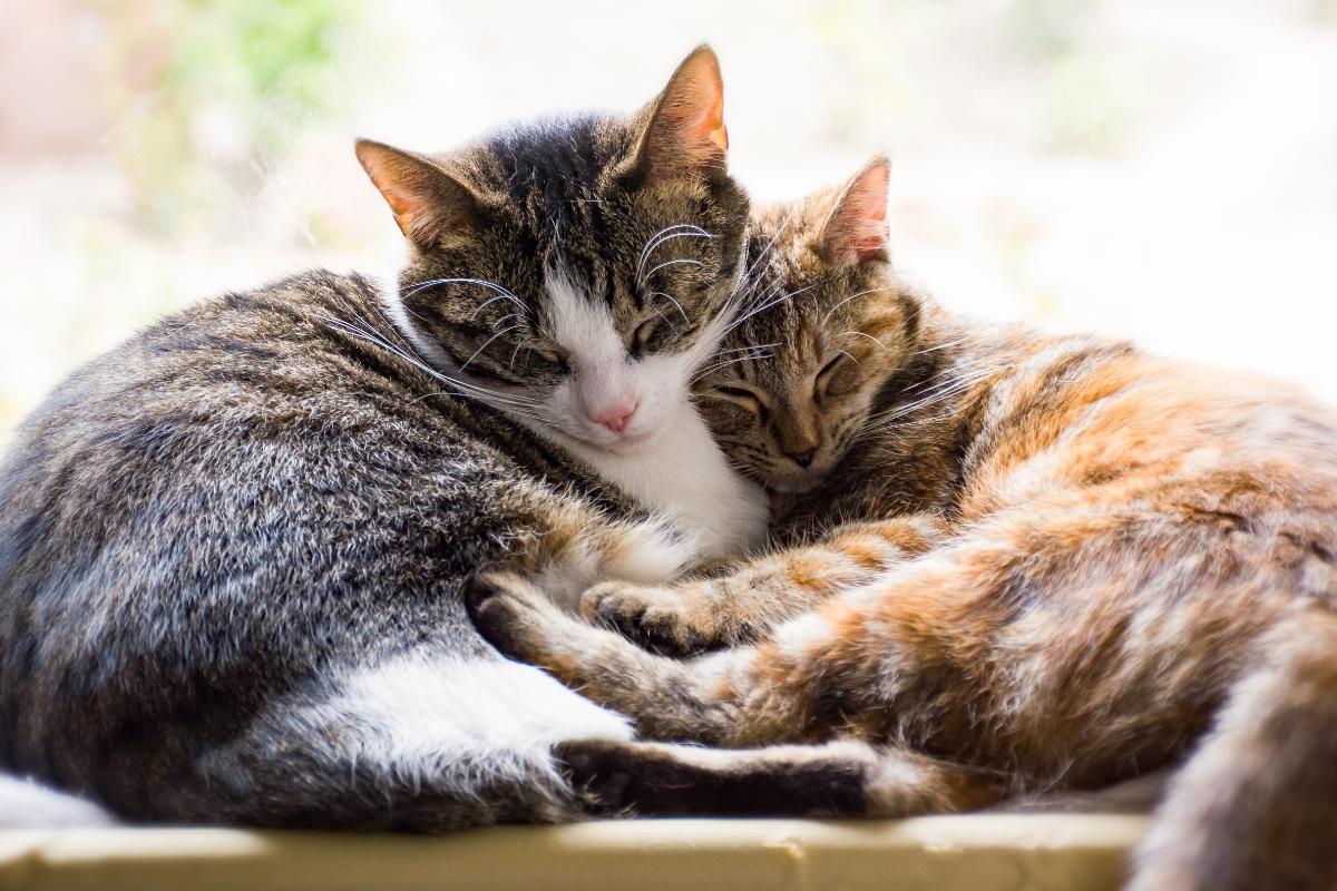 Two Male Cats vs. Male and Female - The Best Cat Pairing Explained