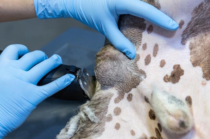 Orchiectomy in Dogs - Surgical Removal of Testicles Procedure and ...