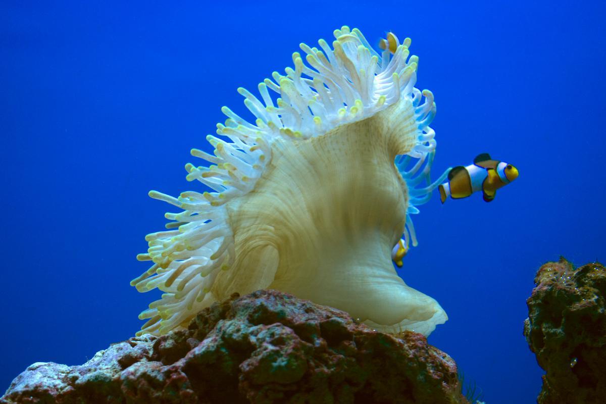 What Are Polyp Animals? - Coral and Other Reef Polyps
