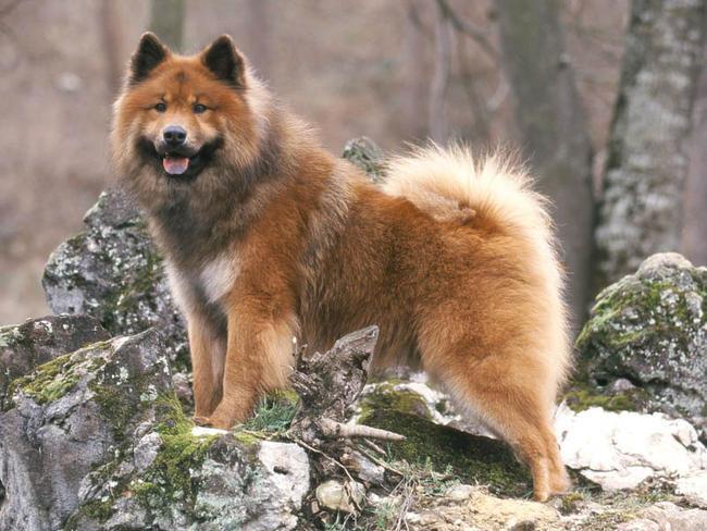 18 Oldest Dog Breeds in the World - Ancient Dog Breeds With Photos