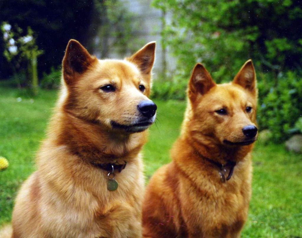 18 Oldest Dog Breeds in the World - Ancient Dog Breeds With Photos