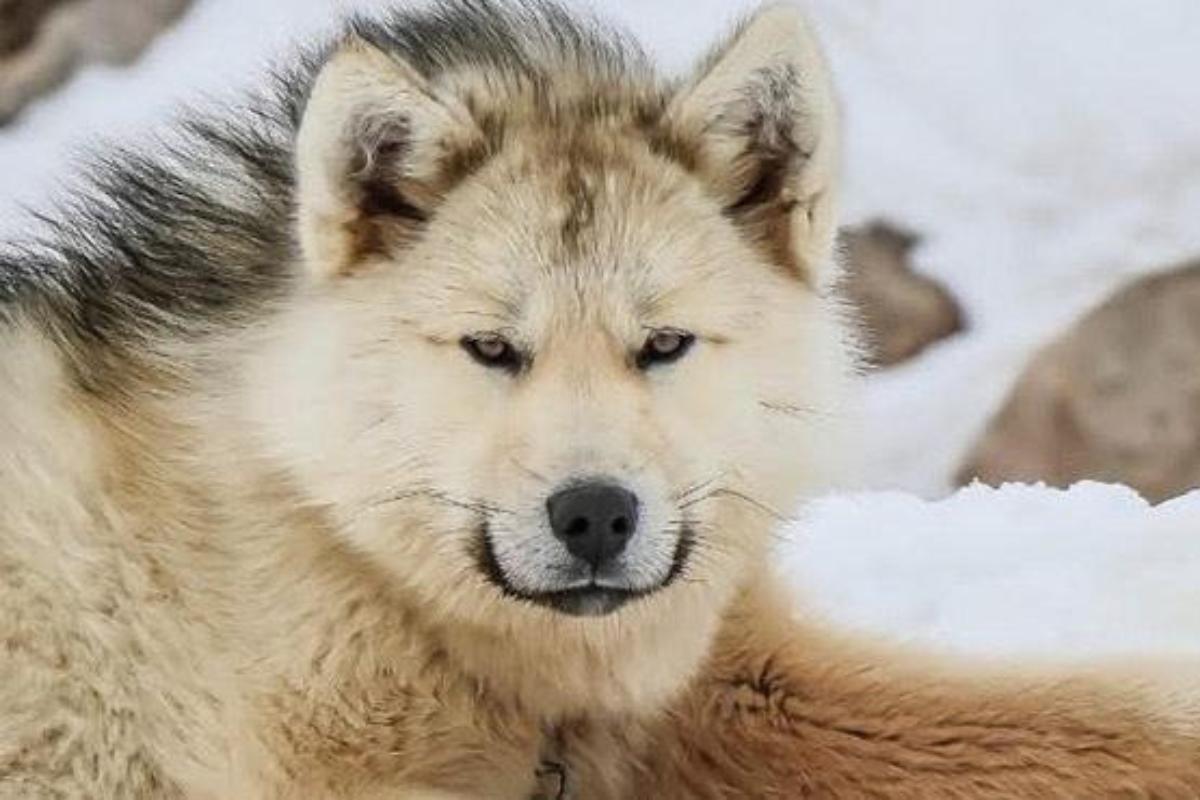 18 Oldest Dog Breeds in the World - Ancient Dog Breeds With Photos