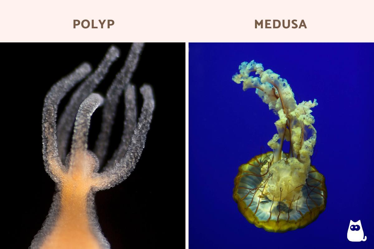 What Are Polyp Animals? - Coral and Other Reef Polyps