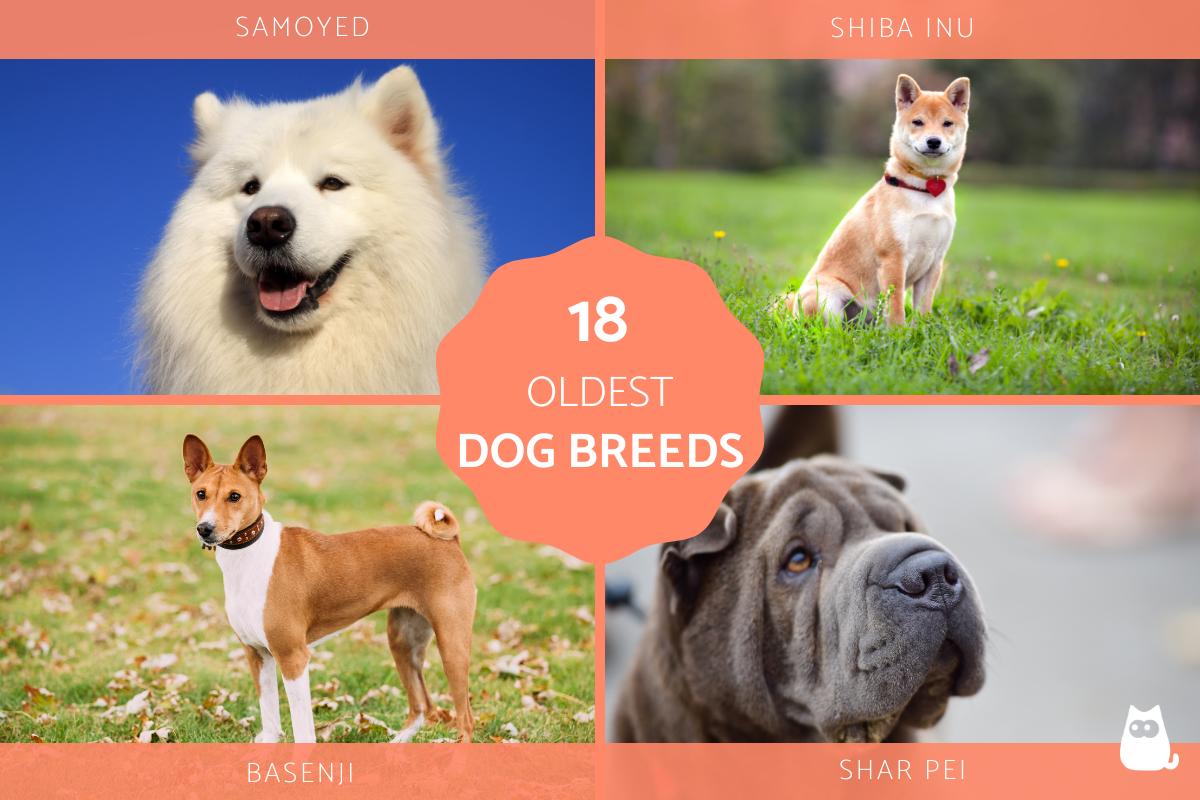 18 Oldest Dog Breeds in the World - Ancient Dog Breeds With Photos