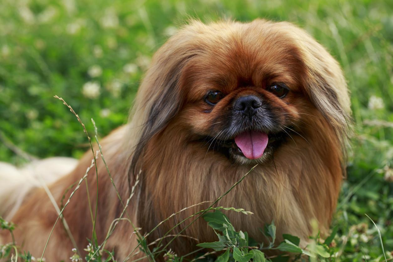 18 Oldest Dog Breeds in the World - Ancient Dog Breeds With Photos