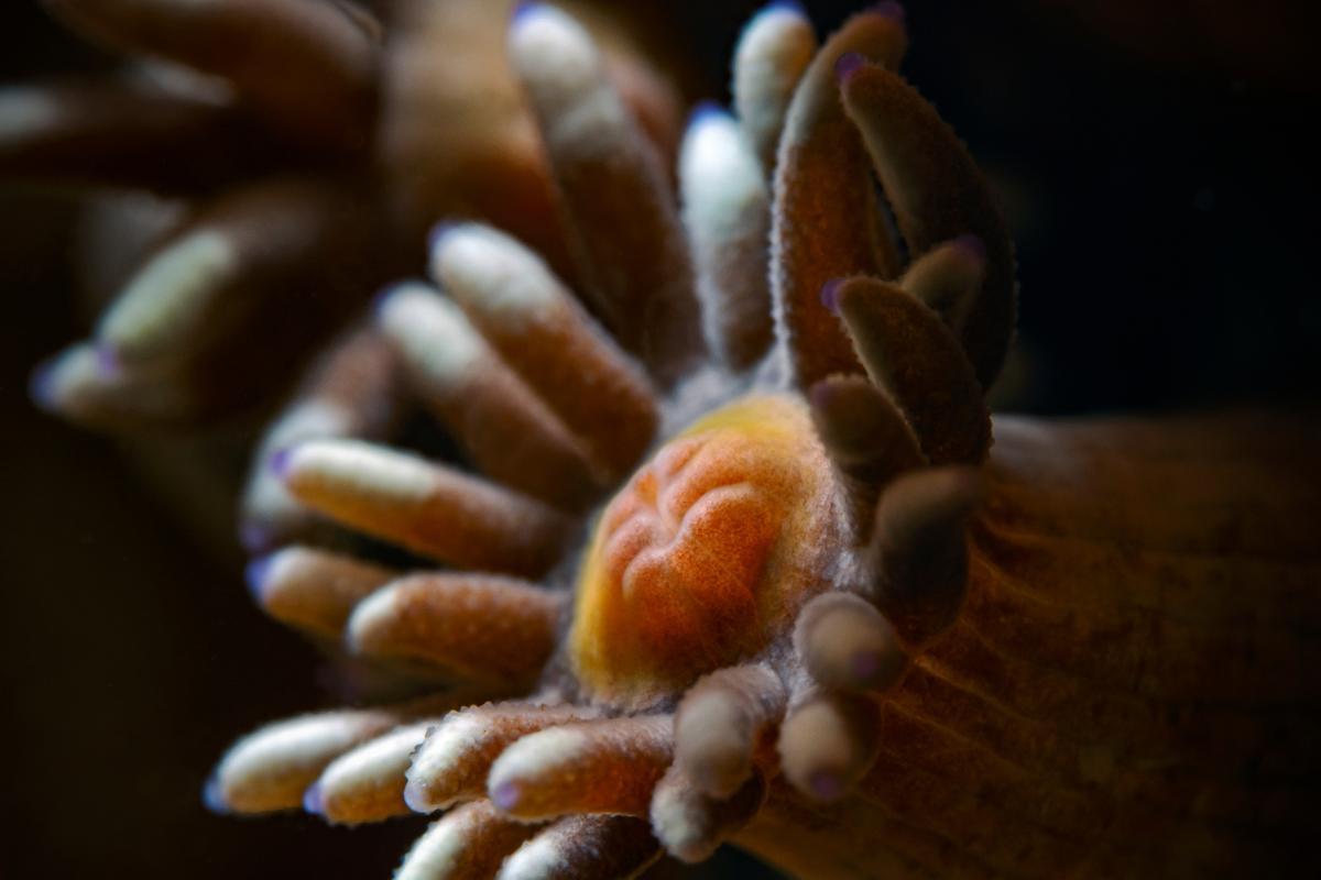 What Are Polyp Animals? - Coral and Other Reef Polyps