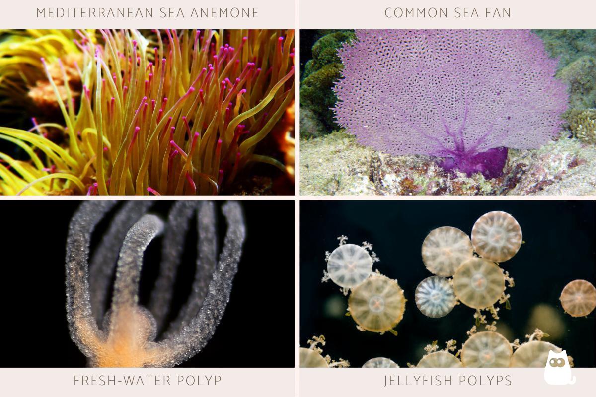 What Are Polyp Animals? - Coral and Other Reef Polyps