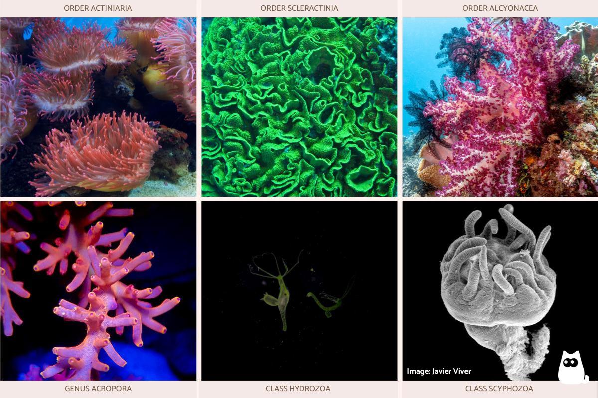 What Are Polyp Animals? - Coral and Other Reef Polyps