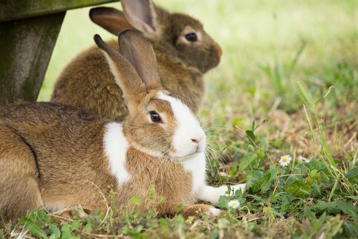 Tularemia in Rabbits - Symptoms and Treatment