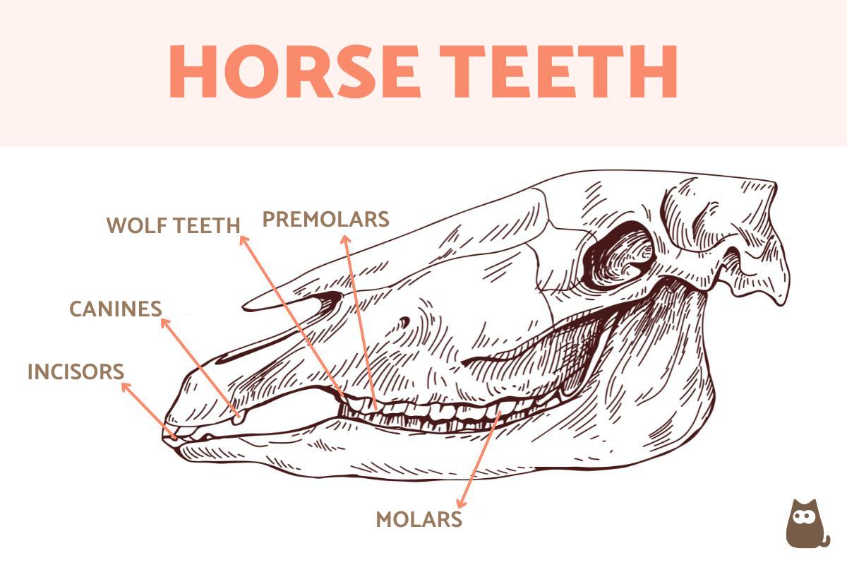 How Many Teeth Do Horses Have? - Horse Teeth Anatomy