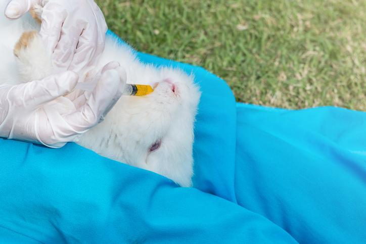 Tularemia in Rabbits - Symptoms and Treatment