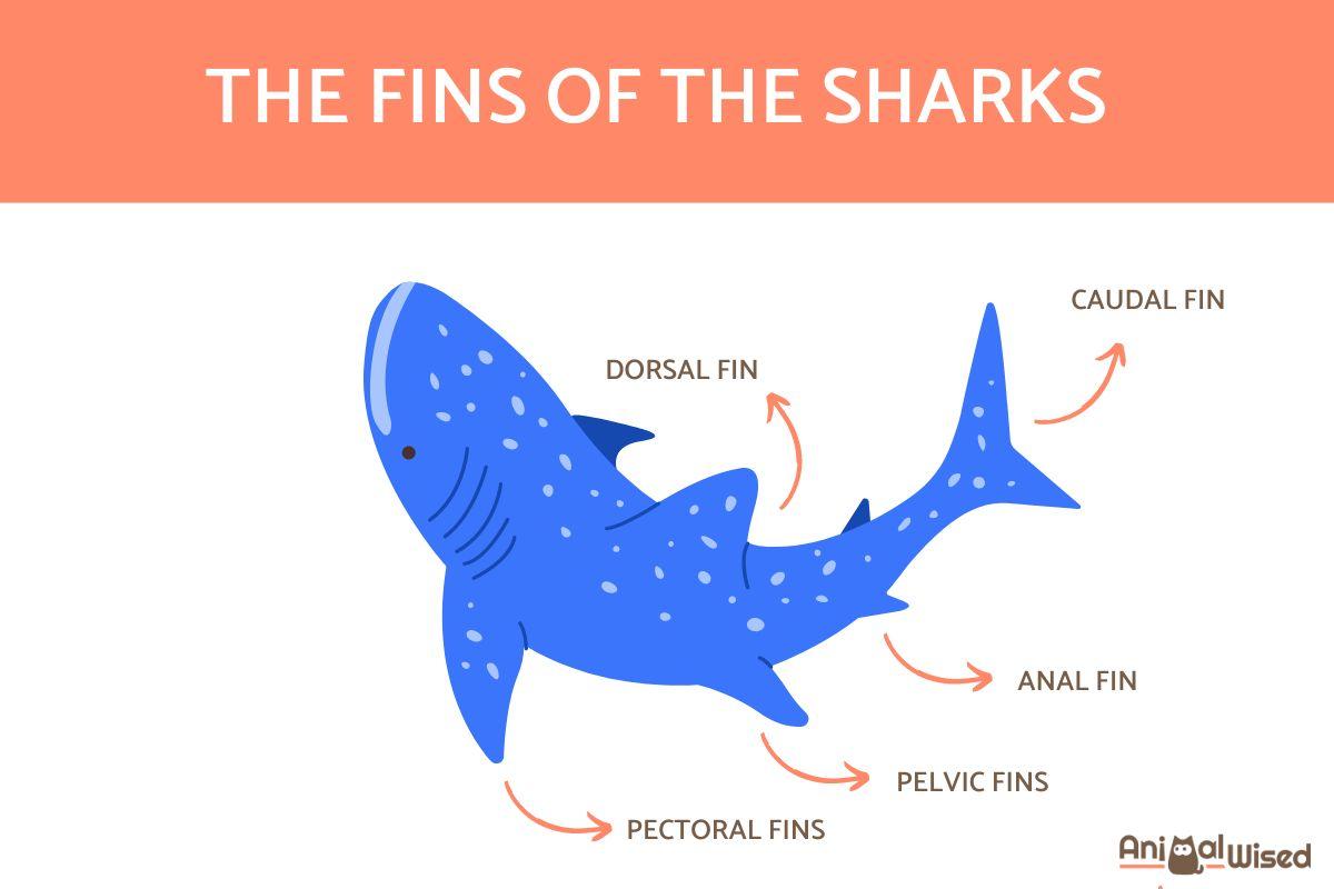 How Many Fins Does a Shark Have? - Number, Structures and Functions