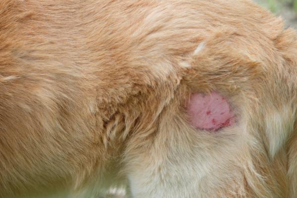 Acute Moist Dermatitis in Dogs - Causes and Treatment of Pyotraumatic ...