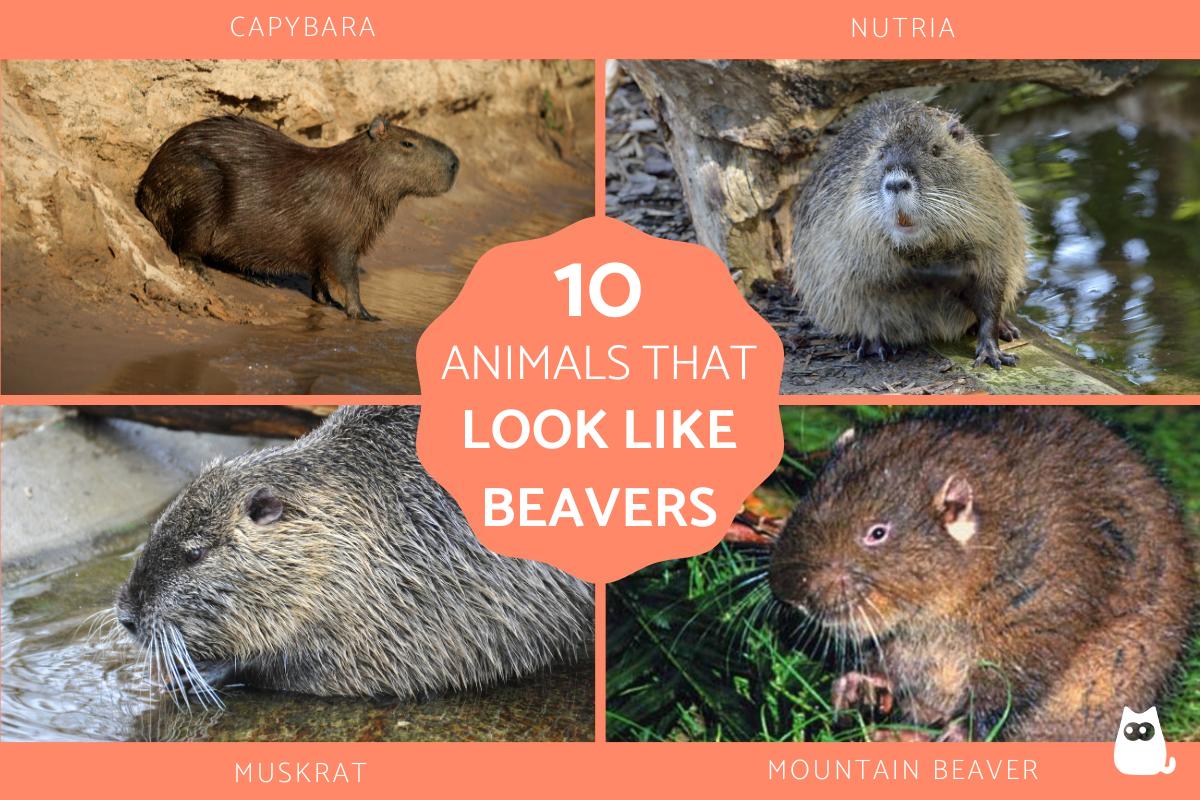 10 Animals That Look Like Beavers - With Photos