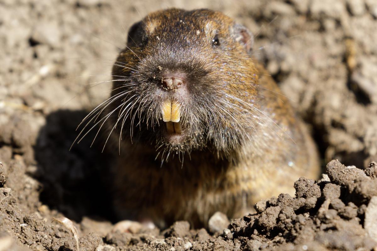 10 Animals That Look Like Beavers - With Photos