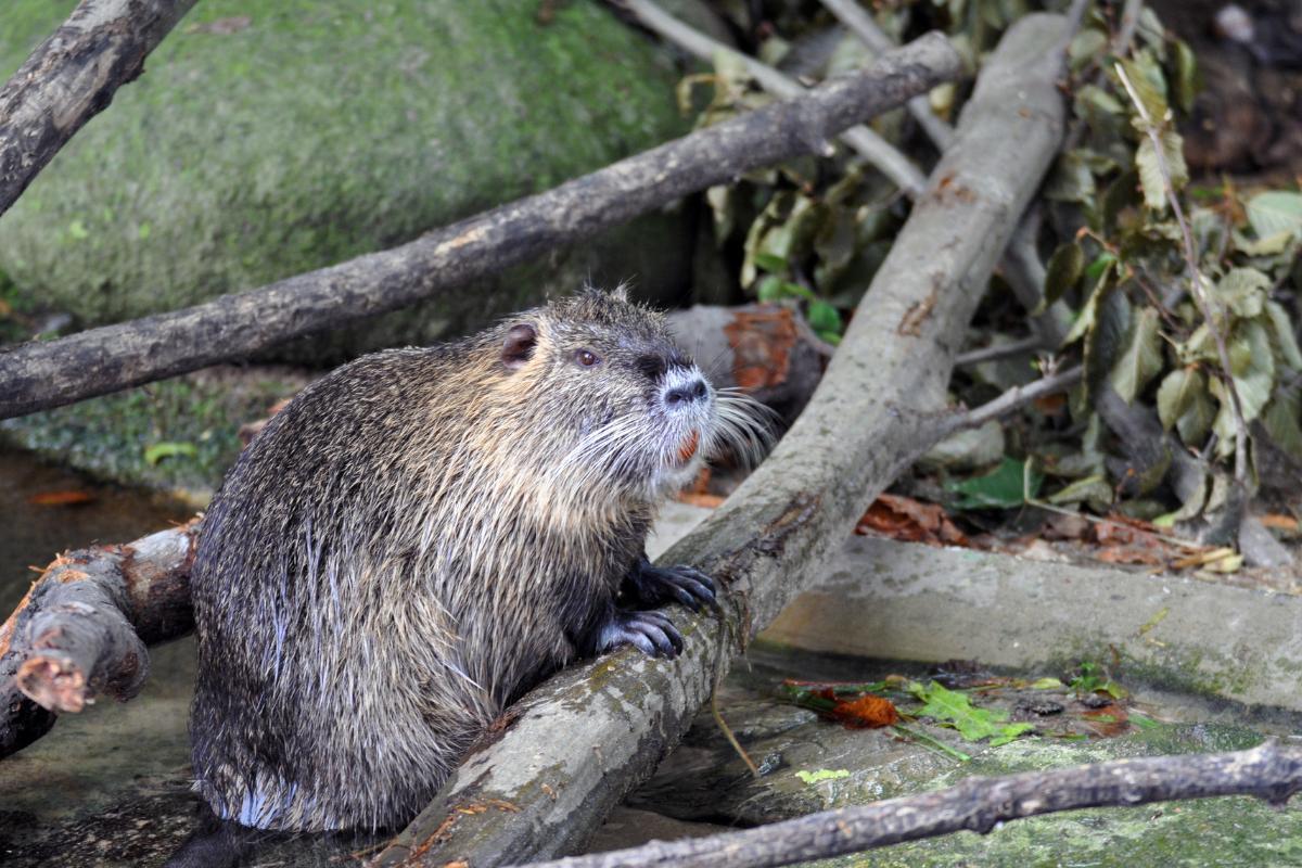 10 Animals That Look Like Beavers - With Photos