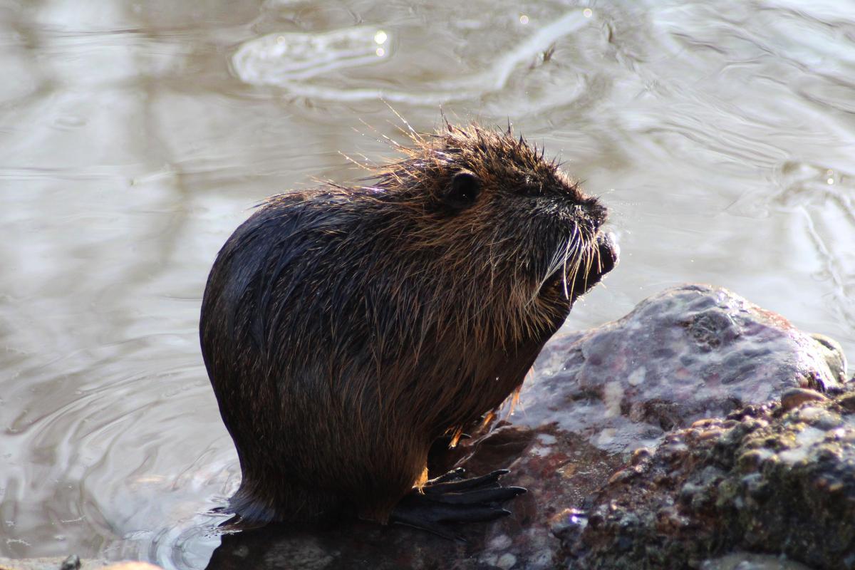 10 Animals That Look Like Beavers - With Photos