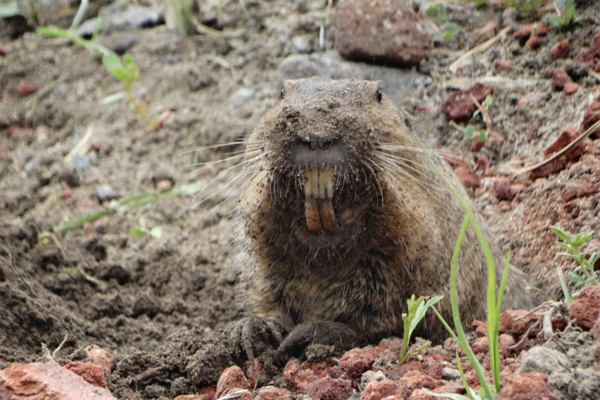 10 Animals That Look Like Beavers - With Photos