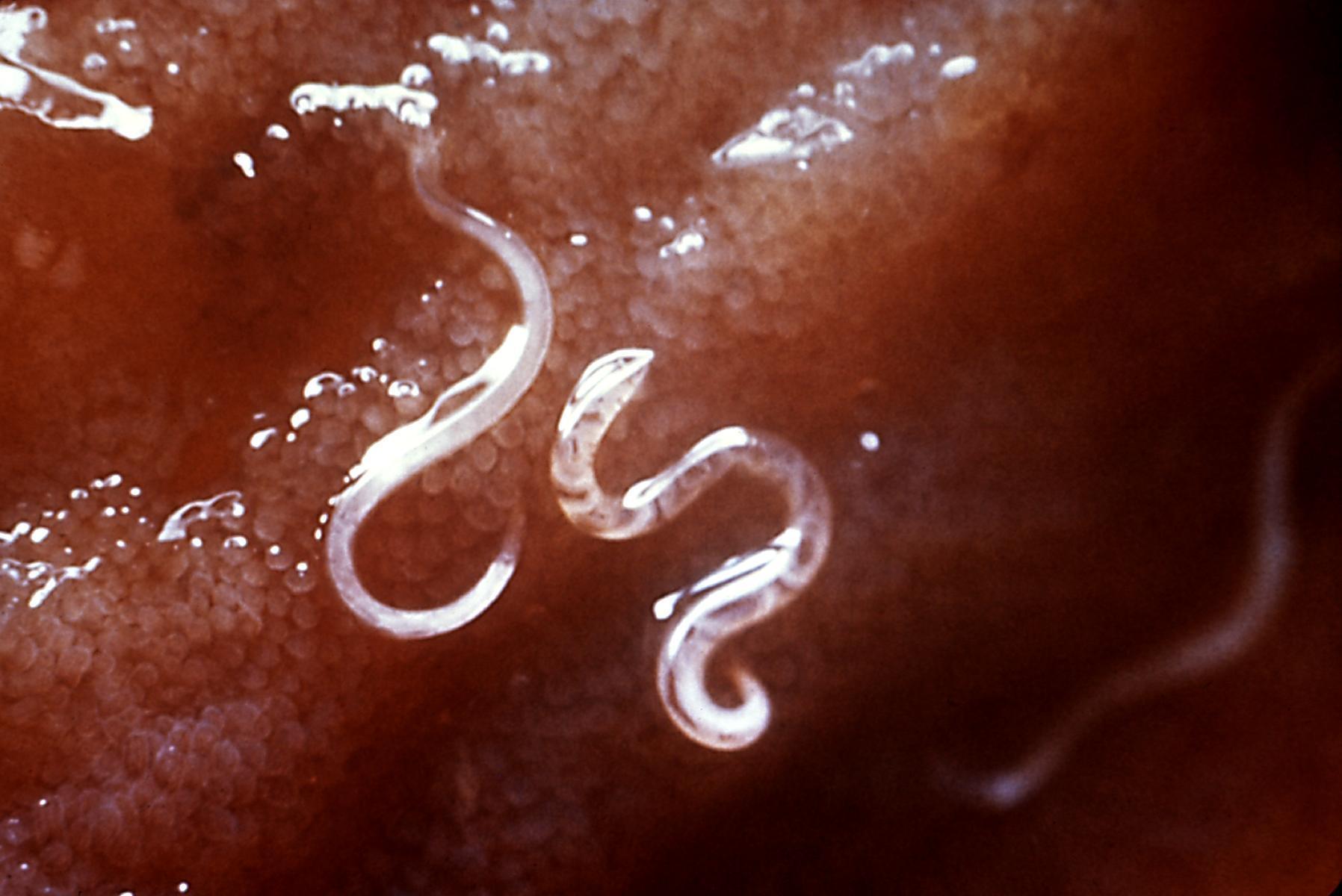Intestinal Parasites in Cats - Symptoms and Treatment
