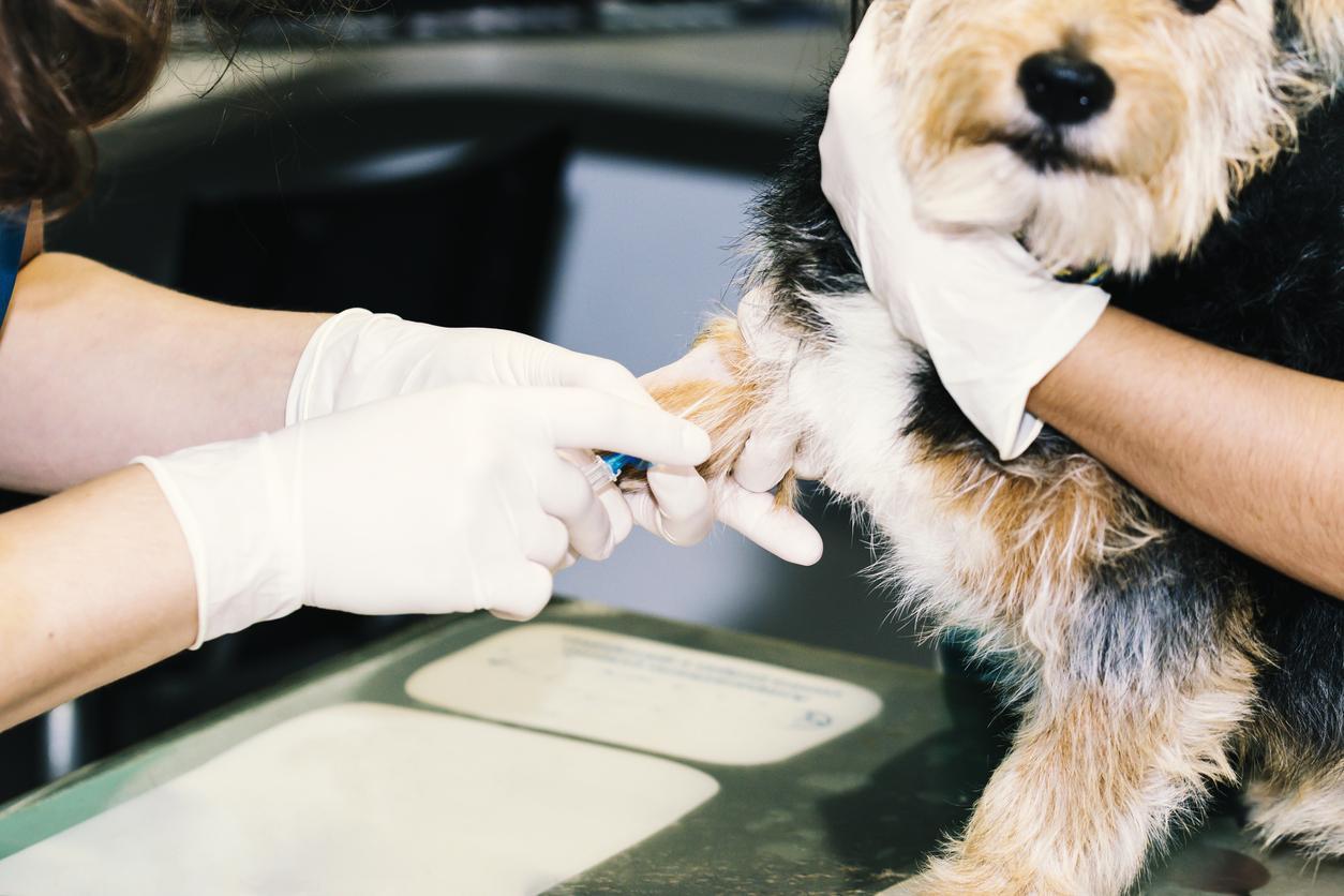 Diabetes Mellitus in Dogs - Causes, Symptoms, Treatment and Prevention