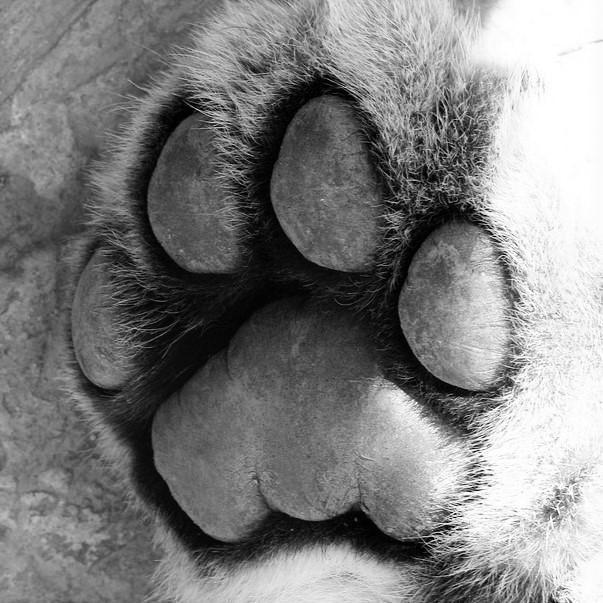 Healing Wounds on a Cat's Paw Pads