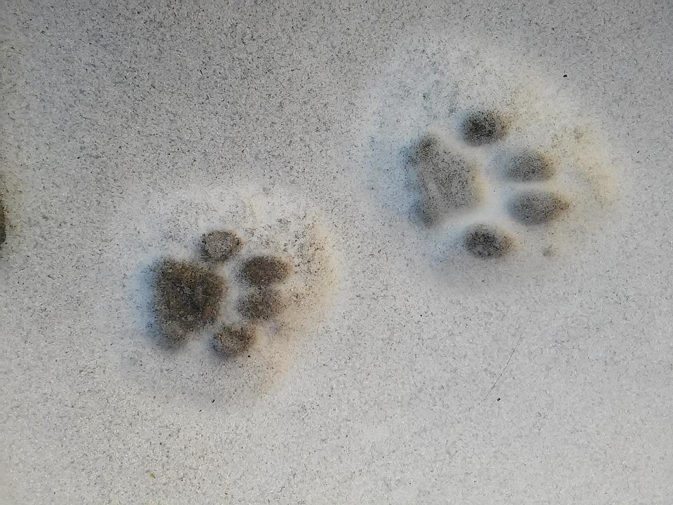 Healing Wounds on a Cat's Paw Pads