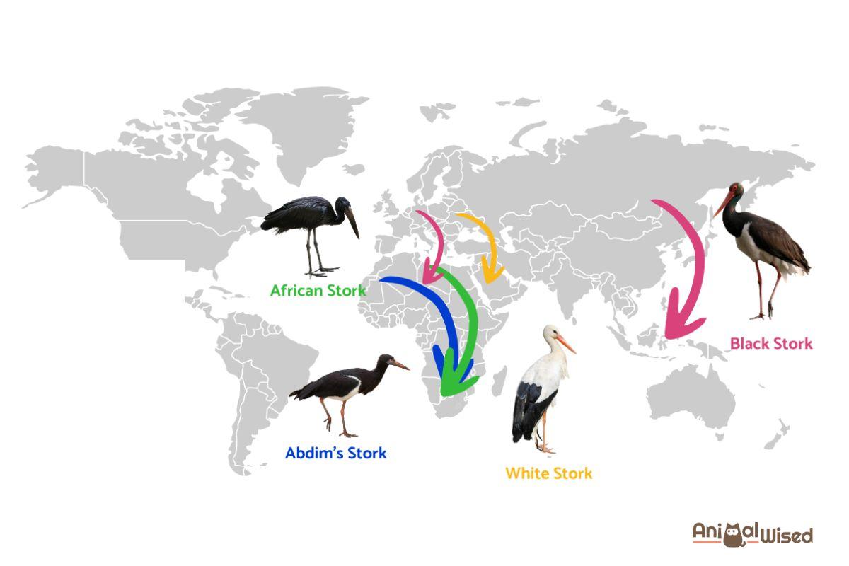 Where Do Storks Go in Winter? - Migration Routes and Seasons