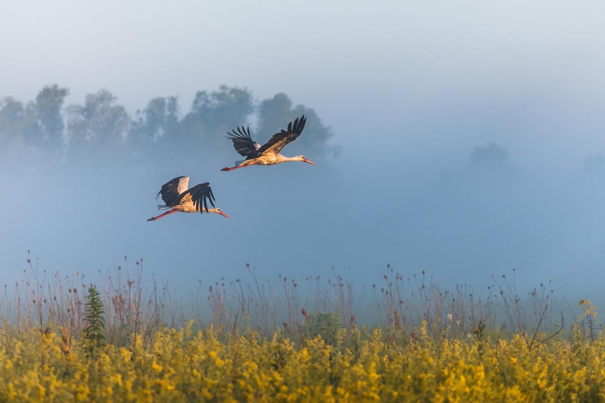 Where Do Storks Go in Winter? - Migration Routes and Seasons