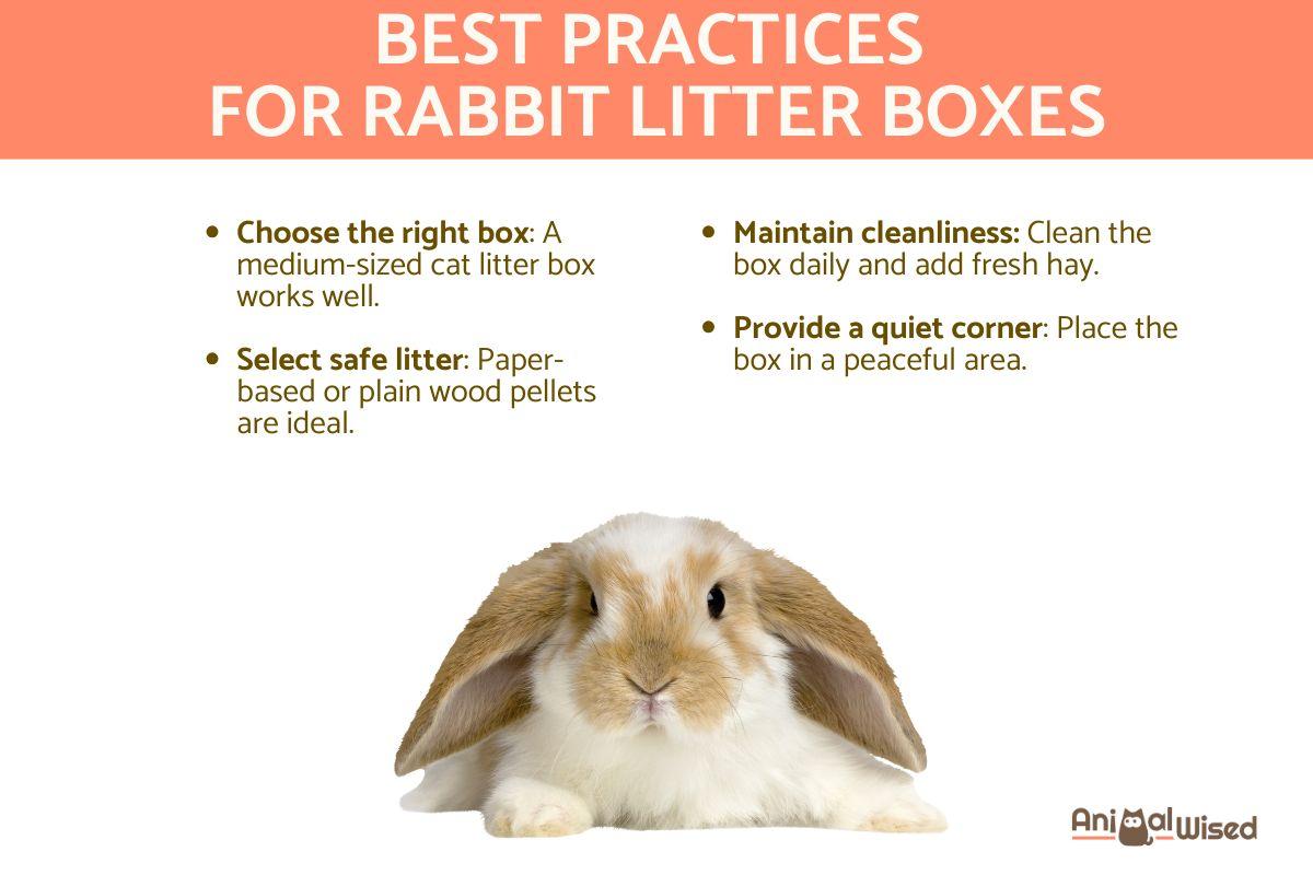 How to Train Your Rabbit to Use a Litter Box - Step-by-Step Guide