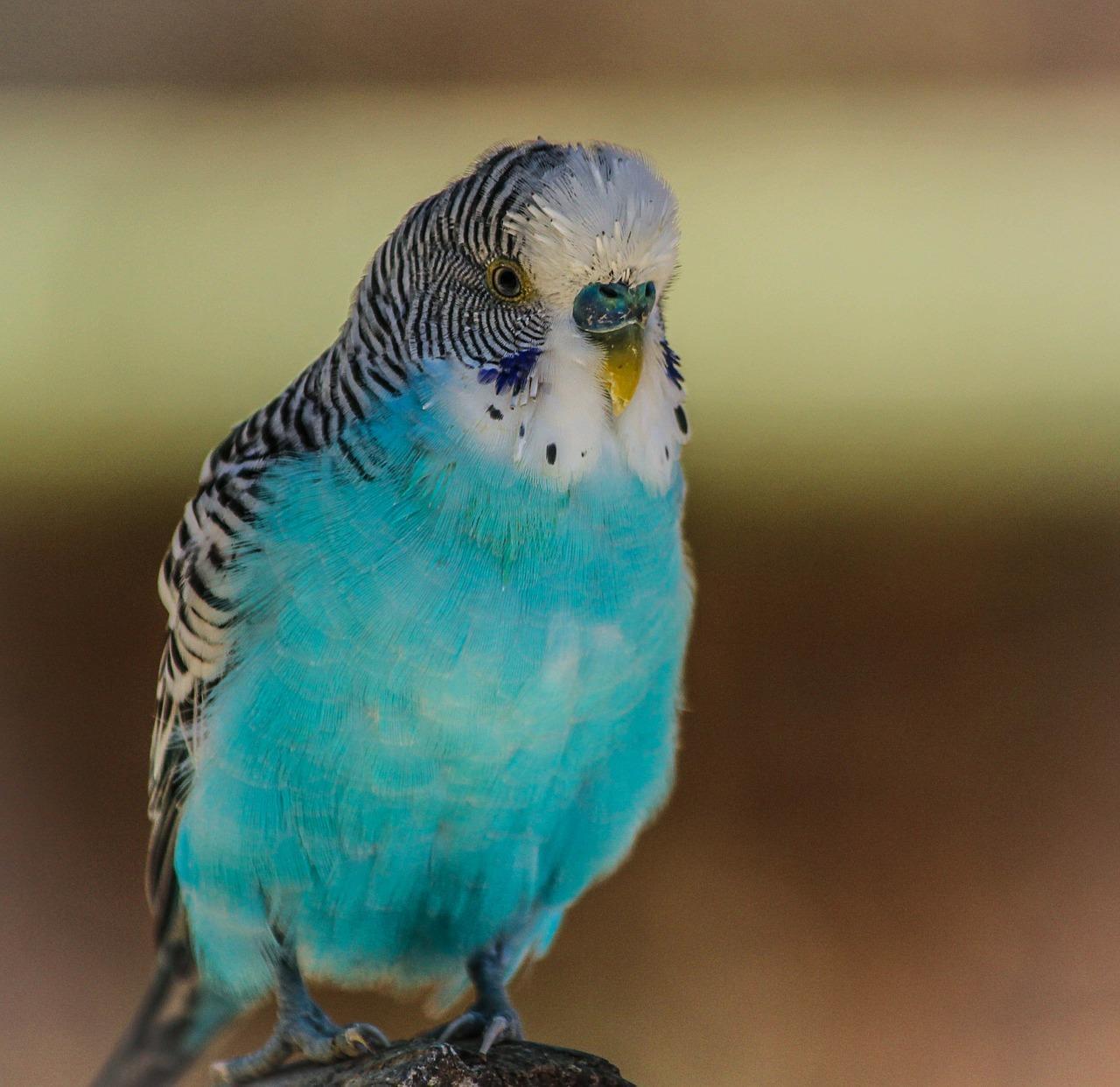 Caring for a Budgerigar