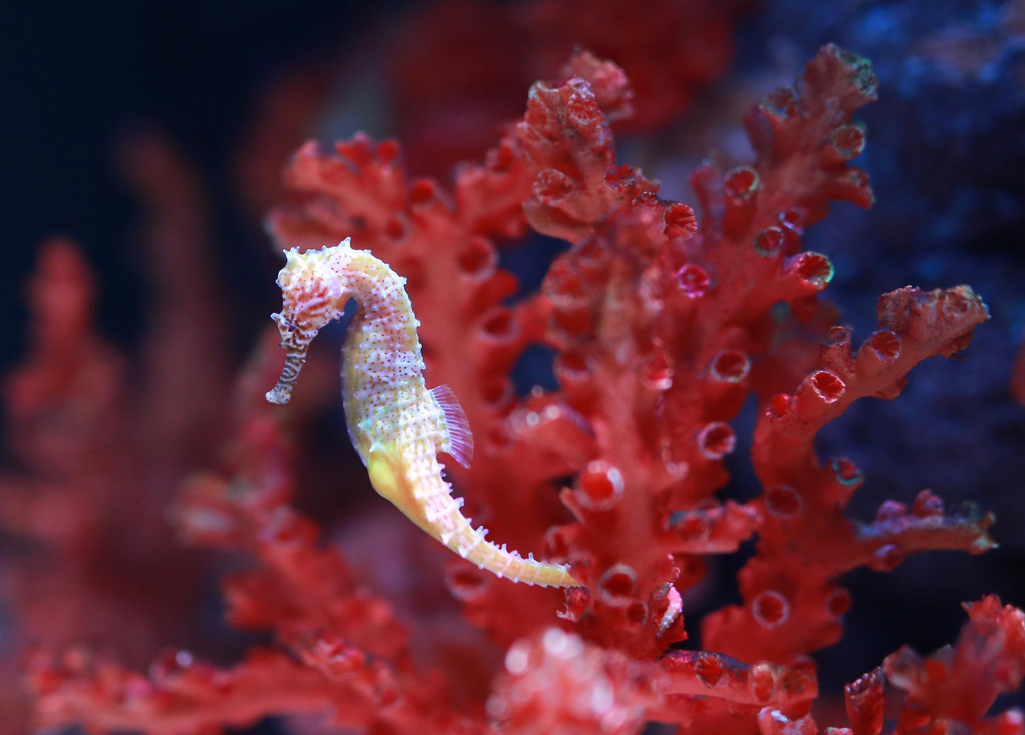 10 Fun Facts About Seahorses for Kids