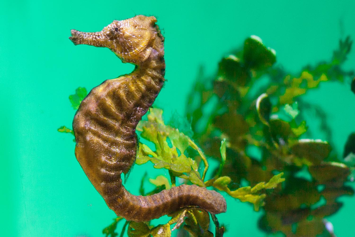 10 Fun Facts About Seahorses for Kids