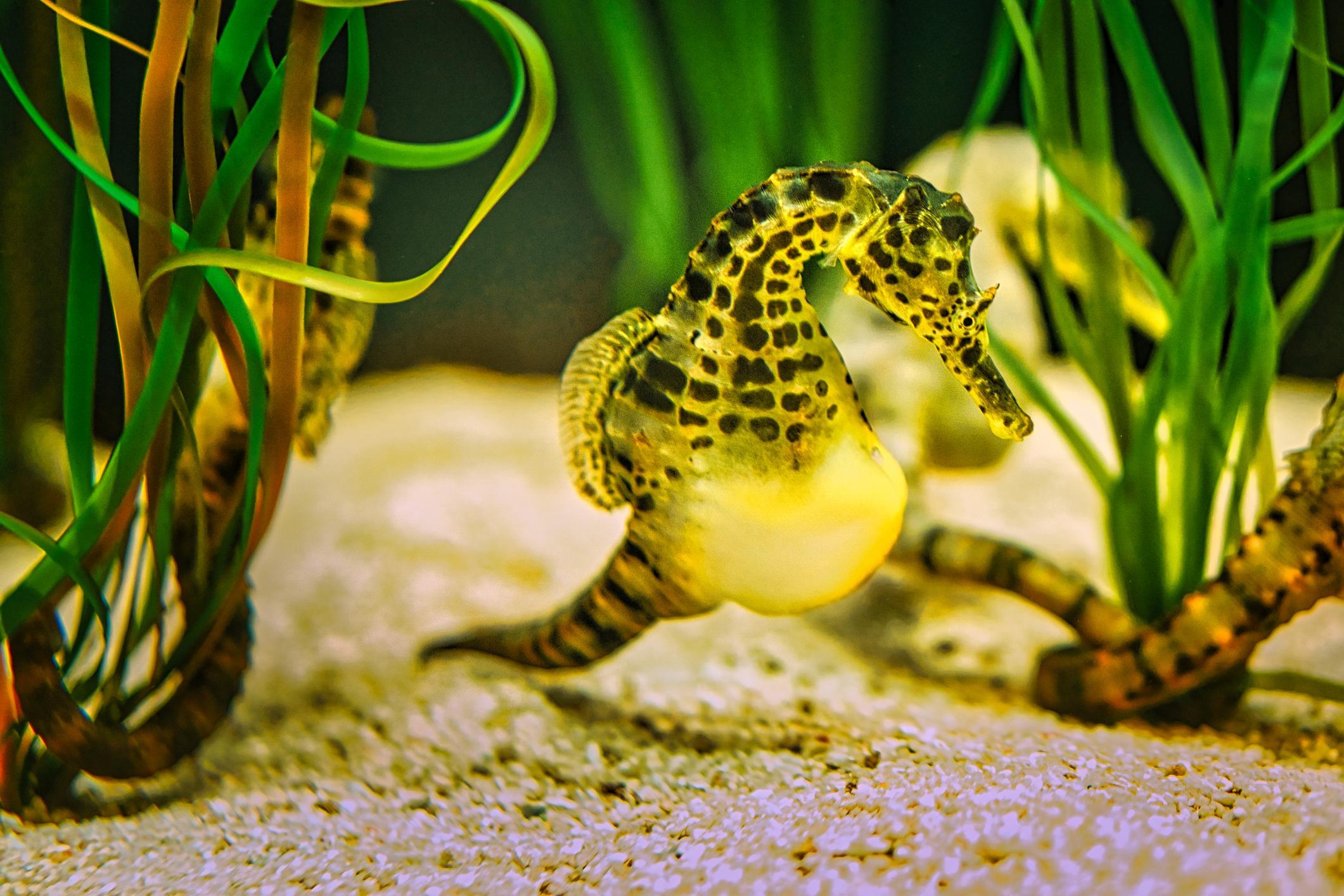 10 Fun Facts About Seahorses for Kids